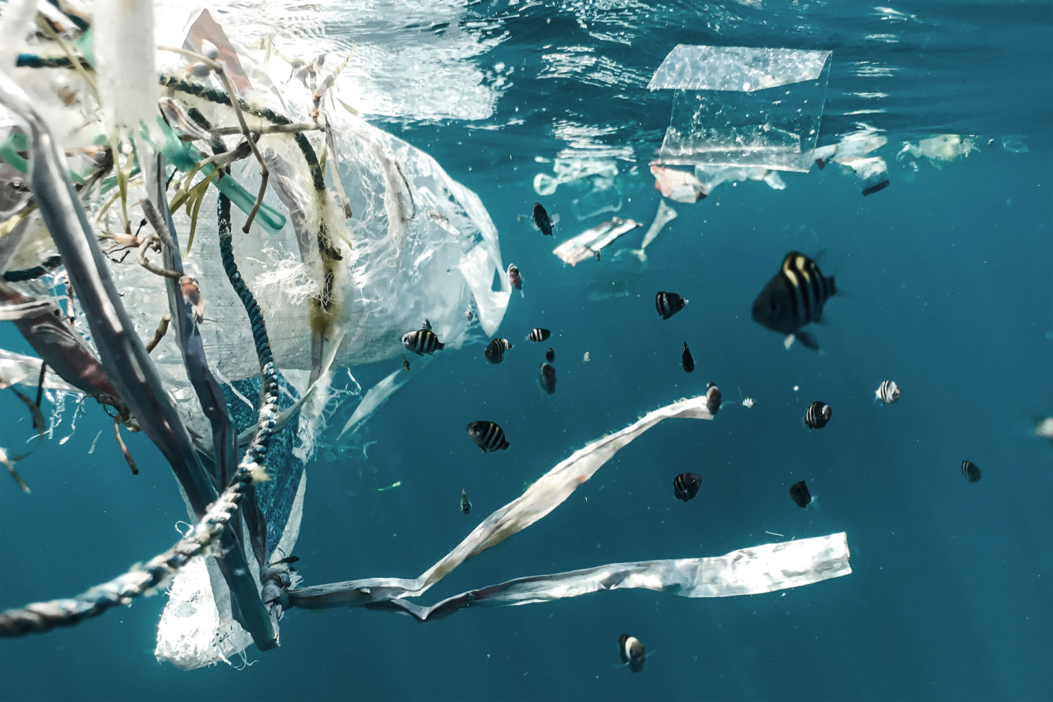 How to collect floating waste in harbors, marinas or on beaches | The ...